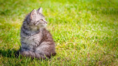 小猫在绿色的草地上有条纹的小猫咪躺在绿草图片 包图网企业站