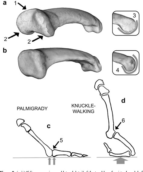 Figure 1 From Pierolapithecus And The Functional Morphology Of Miocene