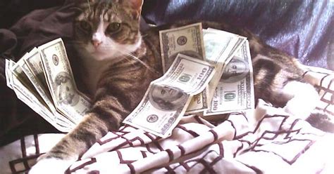 Rtrees Please Help I Think My Cat Turned Into A Mobster Imgur