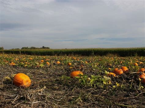 27 Best Pumpkin Patches In Ireland Carve Out The Perfect Day Trip