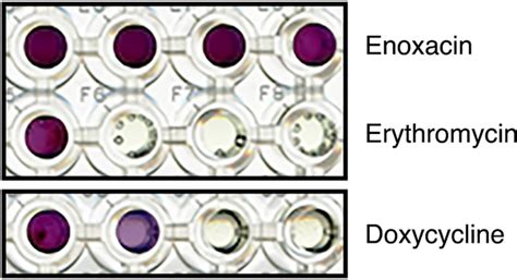 Assessment Of Phenotype Microarray Plates For Rapid And High Throughput
