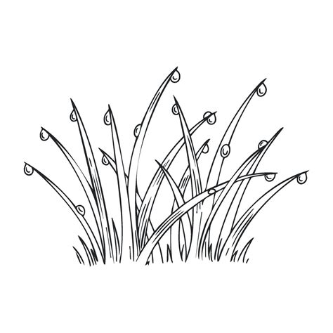 Simple Black And White Grass Drawing With Dew Drops On Blades 69114295