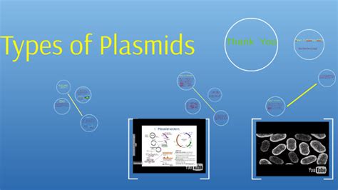 What Are Plasmids Definition Types Function And Character By Manar