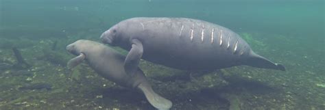 Manatee Classification Chart