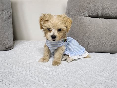 말티푸 말티즈 푸들 모임 Band