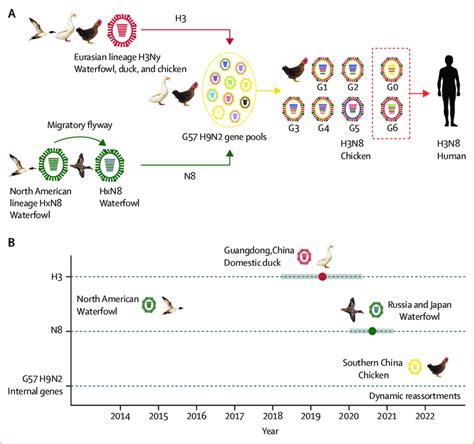 Spatial And Temporal Model Of The Origins Of The Novel Avian Influenza