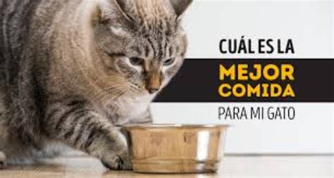 Comida Para Gatos Las Mejores Opciones De Alimento Para Tu Felino