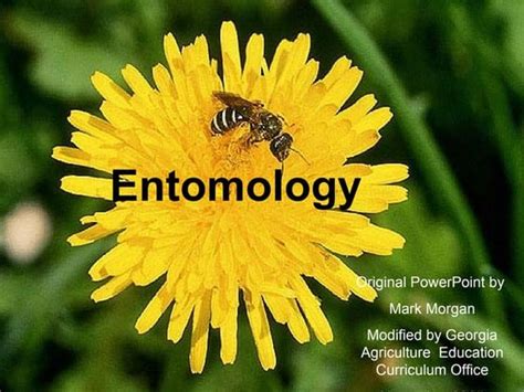 Introduction To Entomology Ppt
