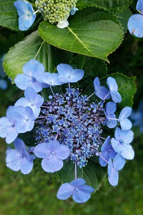 13 Dwarf Hydrangea Varieties Perfect For Small Gardens Hydrangea Love