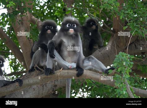 Dusky Leaf Monkey Dusky Langur Spectacled Langur In Prachuap Khiri