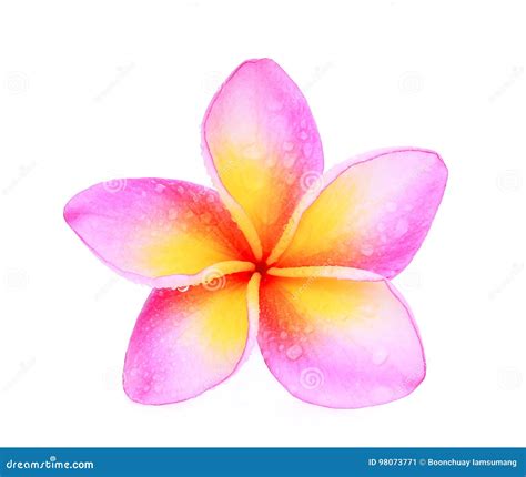 Single Pink Frangipani Plumeria Tropical Flower Stock Image Image Of Isolated Blossom 98073771