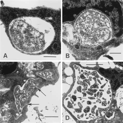 Replication Of The Hge Agent In Tick Cells In Vitro A Single