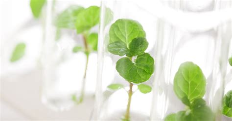 Fertilizer Testing Sgs Australia