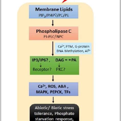 Plc Signaling Pathway In Plants Showing The Series Of Events After Download Scientific Diagram
