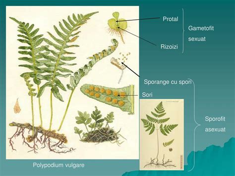 Ppt Feriga Powerpoint Presentation Free Download Id 3708808