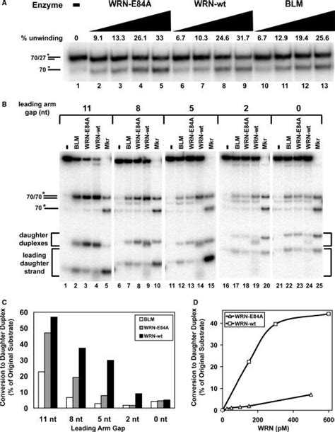 Wild Type Wrn Wrn Wt Catalyzes More Efficient Regression Of Fork