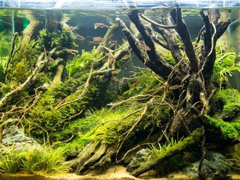 Does Java Moss Spread What You Need To Know About Java Moss HomeTanks
