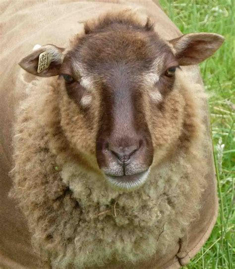 Boulderneigh Sheep Shots