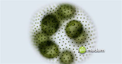 Do Protists Have A Cell Wall Biomadam