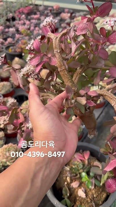 곰도리다육 염자 꽃피우기 Youtube