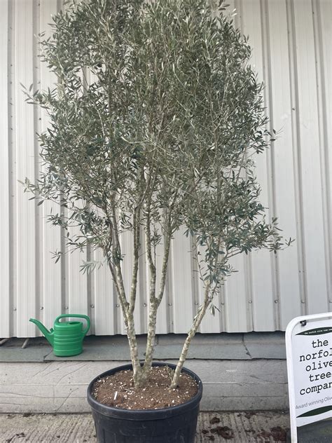 Multi Stem Olive Tree The Norfolk Olive Tree Company