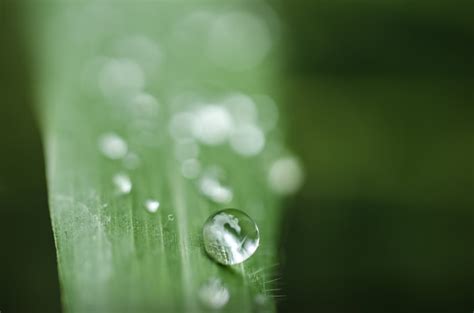Dewdrop By Dmirty Bogatov 500px
