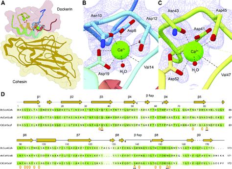 Bccohscaa1 11 Doccel48s Structure A Birds Eye View Of The Download Scientific Diagram