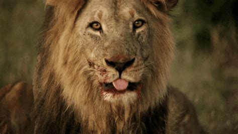Lion Roar S