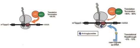BIOC 312 Lecture 19 Flashcards Quizlet