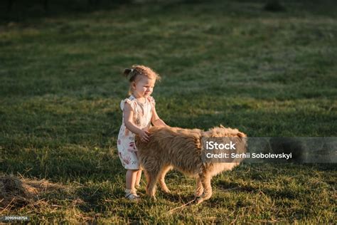 자연에서 강아지와 노는 아이 여름철에 푸른 잔디에서 개와 놀고 있는 아이 해질녘에 들판에서 개와 함께 걷는 작은 행복 한 소녀 어린 시절과 발달 봄 방학에 가족의 날 2 3