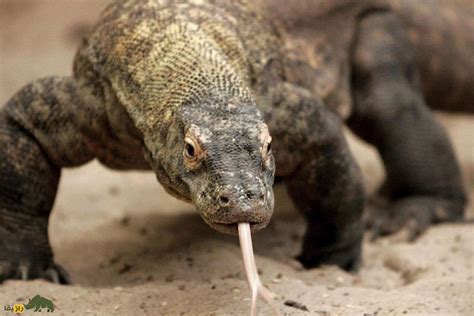 این حیوانات چطور بدون جفت‌گیری باردار می‌شوند؟