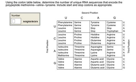 Solved Using The Codon Table Below Determine The Number Of