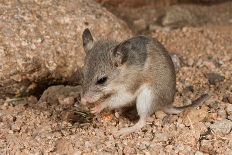 Southern Grasshopper Mouse Onychomys Torridus Interesting Animals