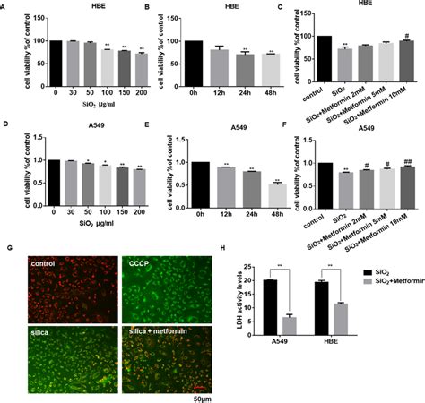 Metformin Attenuates Sio2 Induced Cell Cytotoxicity A B D And E Cell