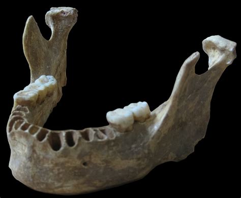 Neanderthal Skull Vs Human Skull Human Skeleton Next To Gorilla Skeleton