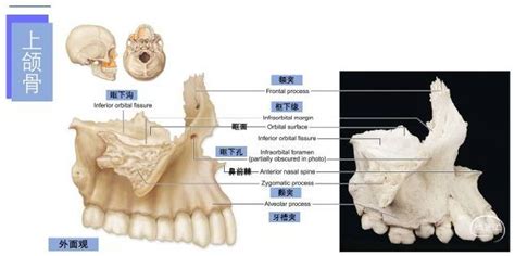 【神外解剖学】面颅骨多图详解 脑医汇