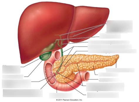 Liver Gallbladder Pancreas To Duodenum Diagram Quizlet