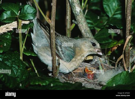 Female Lazuli Bunting Passerina Amoena Bringing Food To Nest Stock