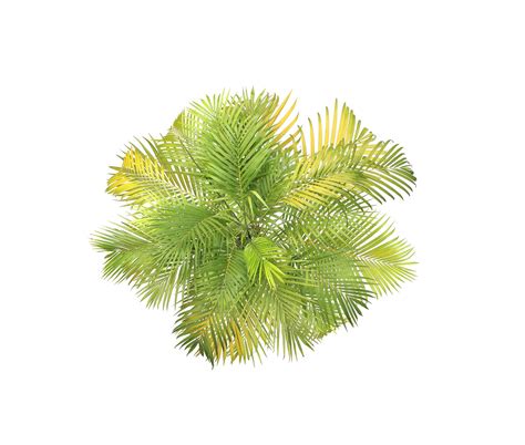 Palm Tree Plan Png