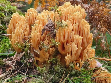 Help Identifying This Fungus R Fungi