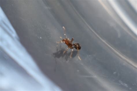 Insect Detection Object Detection Dataset And Pre Trained Model By