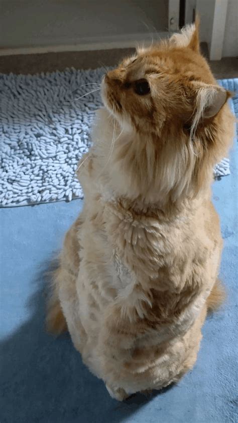 Meercat Album On Imgur