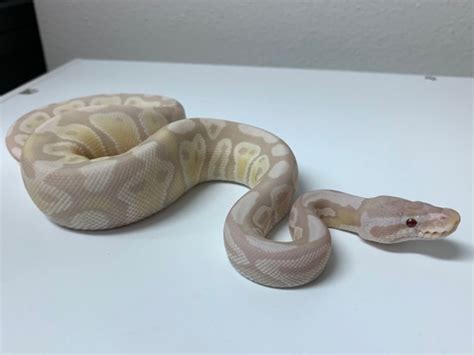 Lavender Snow Vpi Ball Python By Ballpythons9