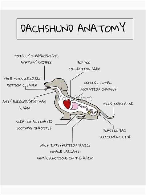 Dachshund Anatomy Poster For Sale By Monskyart Sale Poster Anatomy