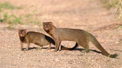 Laura Surrich Age Height Net Worth Husband Facts Bio Wiki