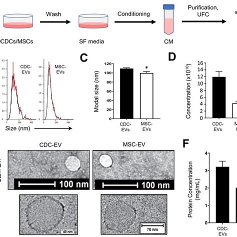Isolation And Characterization Of Evs A Schematic Depicting Ev