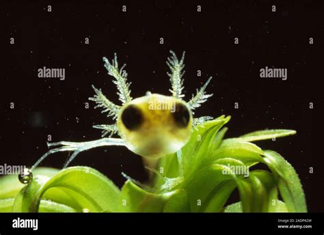The Larva Of The Newt Triturus Palmatus During Metamorphosis Showing Its Necklace Of Feathery