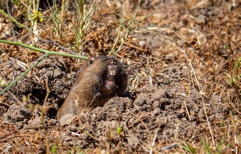 Gopher Removal Canopy Pest Control Gopher Removal Canopy Pest Control