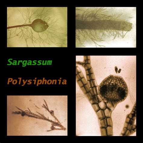 Friendly Algae A Tiny Red Alga Polysiphonia Denudata Flori… Flickr