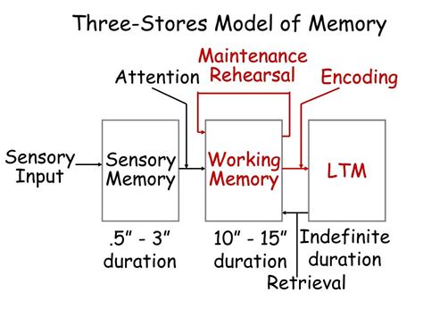 PPT How Does Information Get Into Long Term Memory LTM PowerPoint Presentation ID